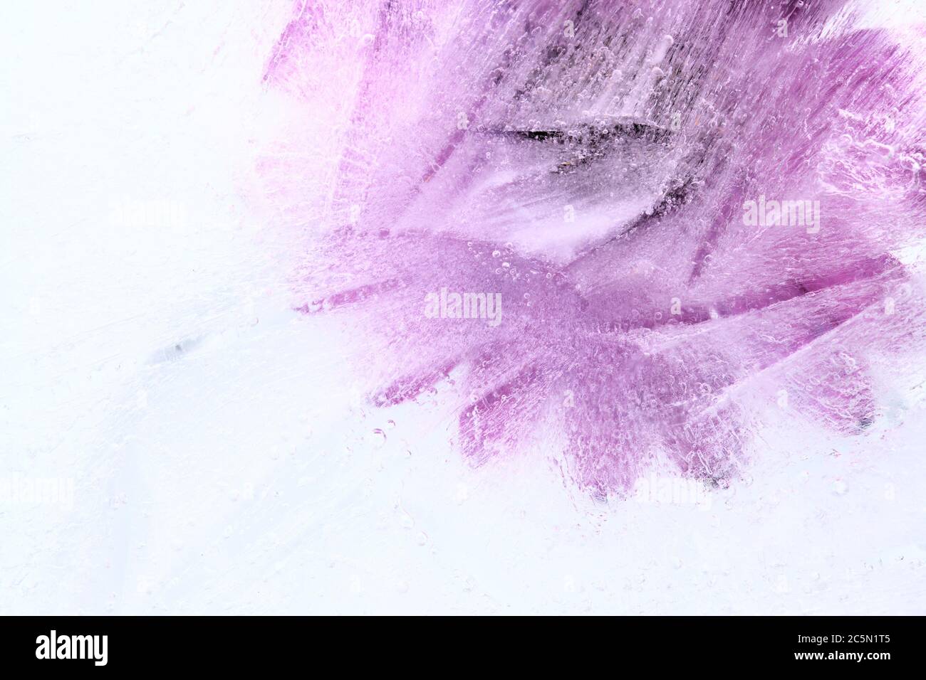 African daisy frozen within a block of ice Stock Photo - Alamy