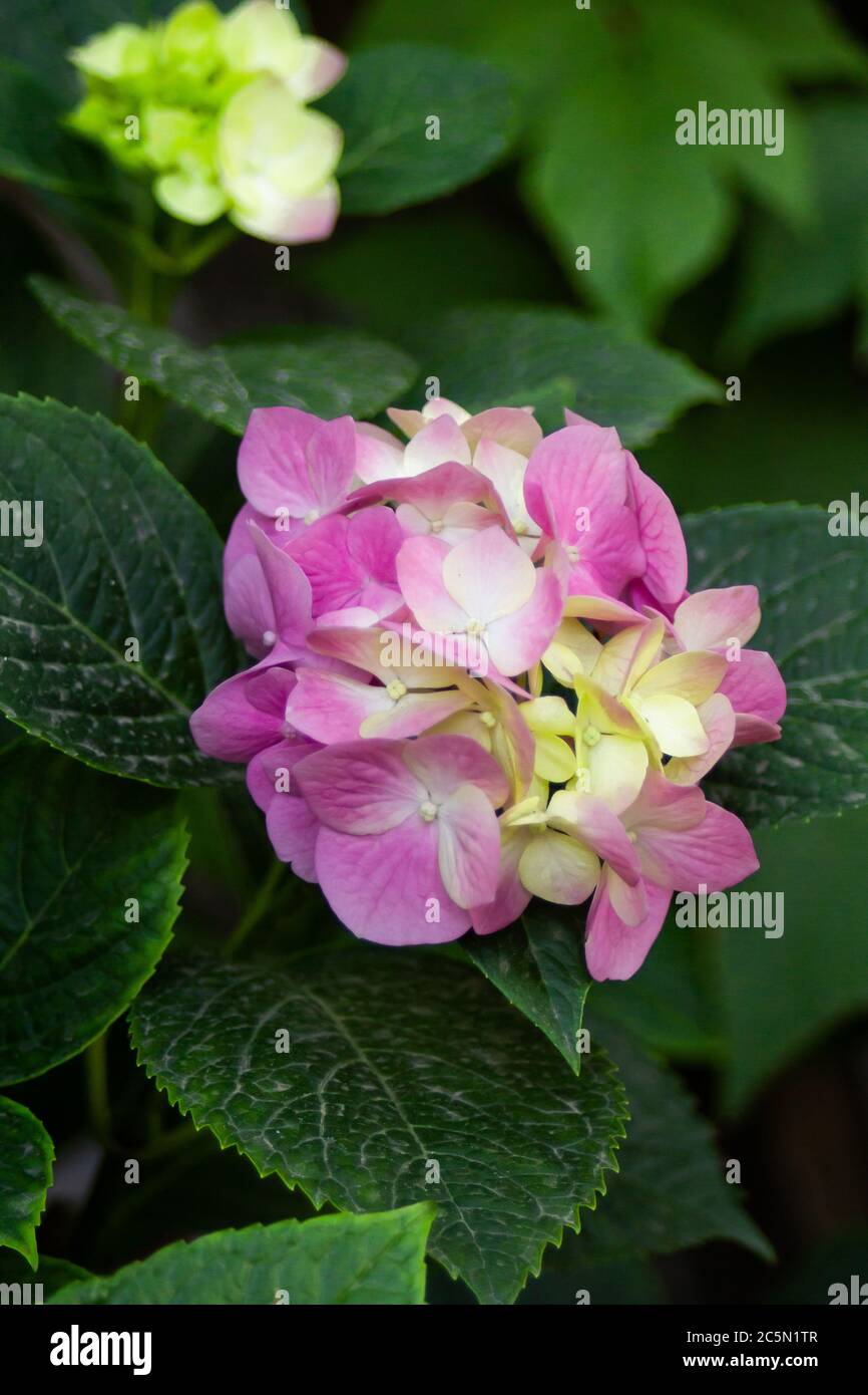 Pink hydrangea bush in summer park Stock Photo - Alamy