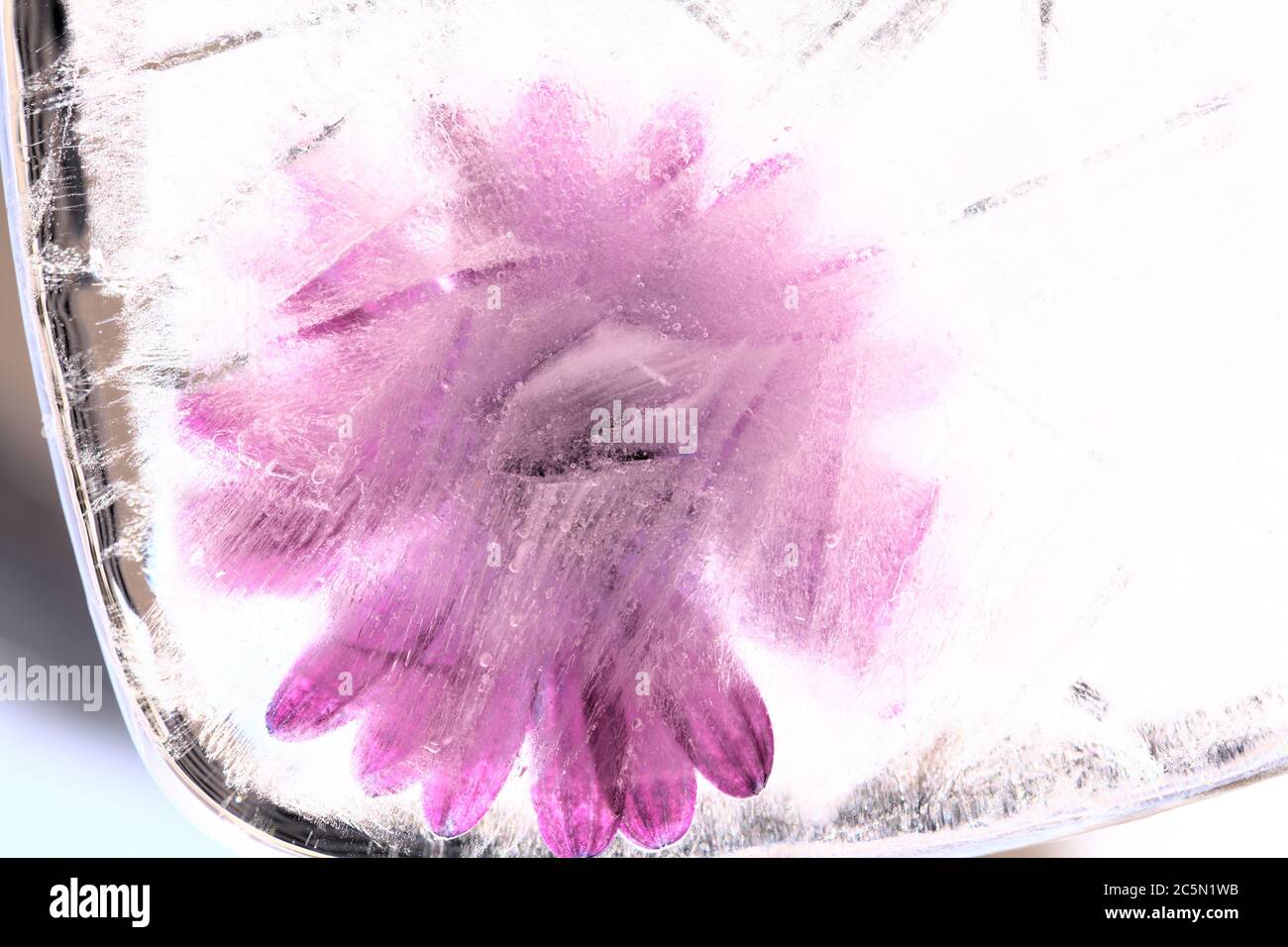 African daisy frozen within a block of ice Stock Photo - Alamy