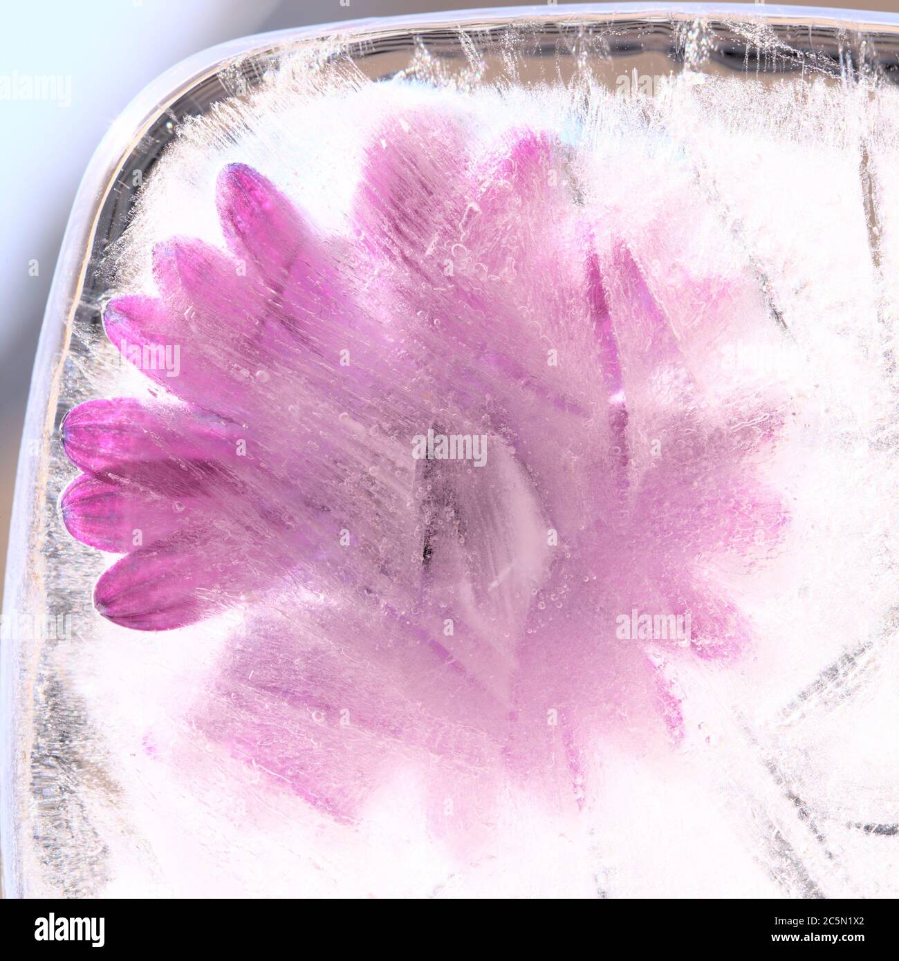 African daisy frozen within a block of ice Stock Photo - Alamy