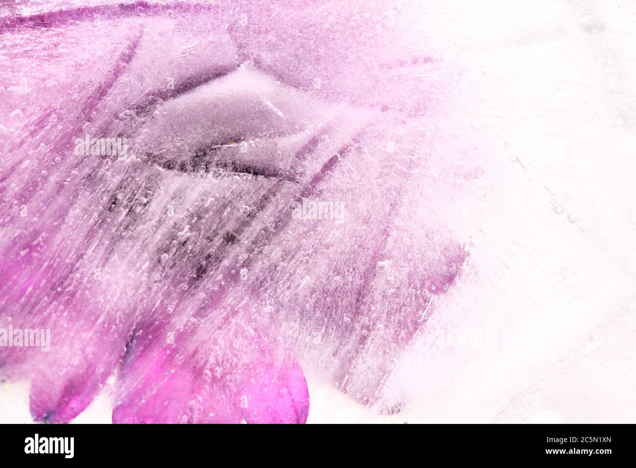 African daisy frozen within a block of ice Stock Photo - Alamy