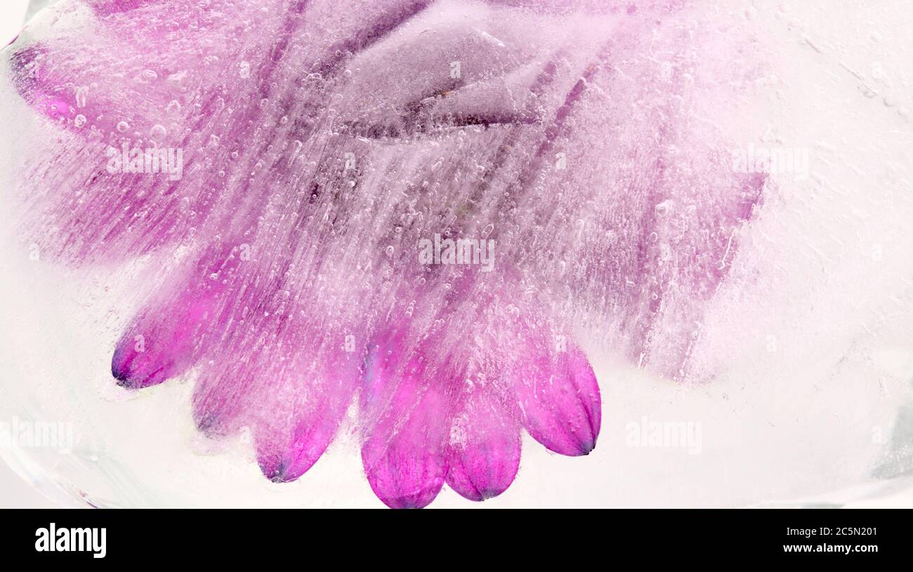 African daisy frozen within a block of ice Stock Photo - Alamy
