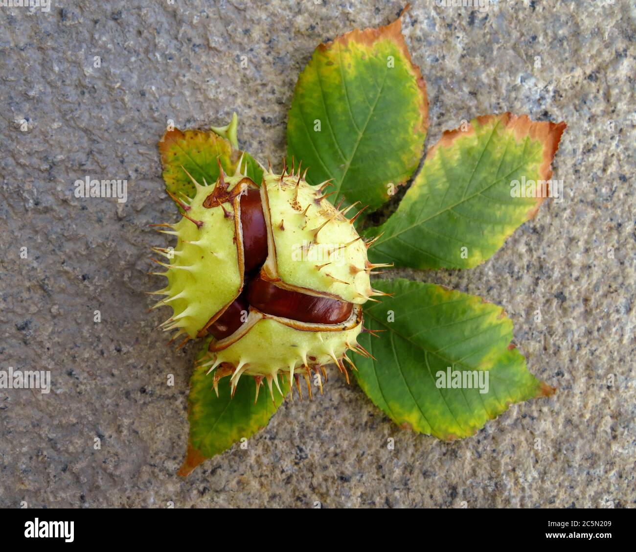 Cracked chestnut with leaves on a granite background Stock Photo - Alamy