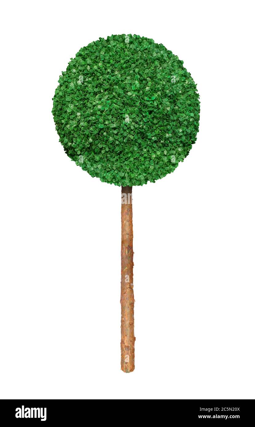 Decorative spherical green tree isolated on white Stock Photo - Alamy