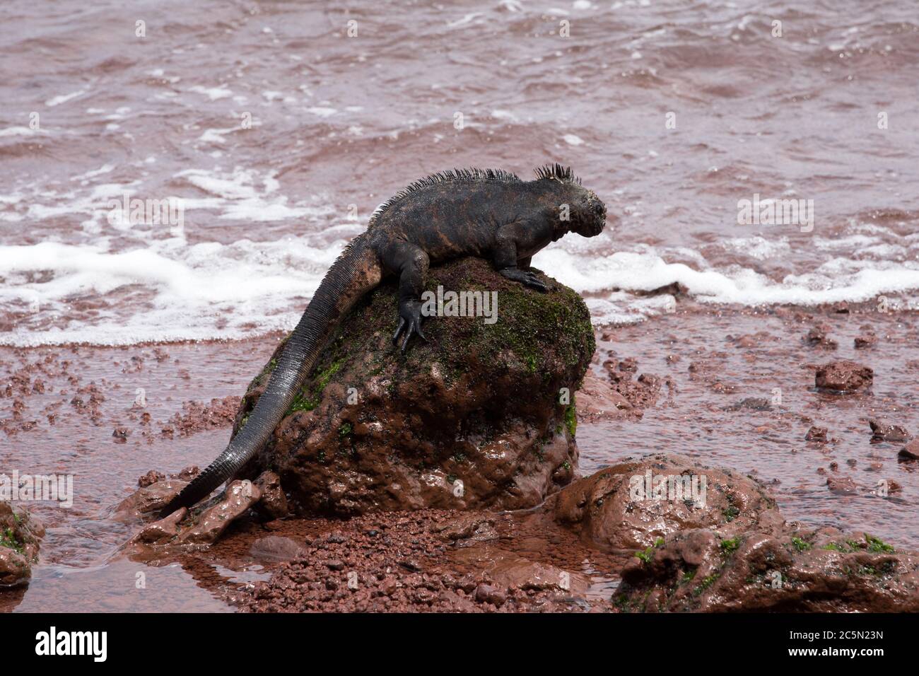 Marine iguana on the rocky lava shore off Rábida Island in the ...