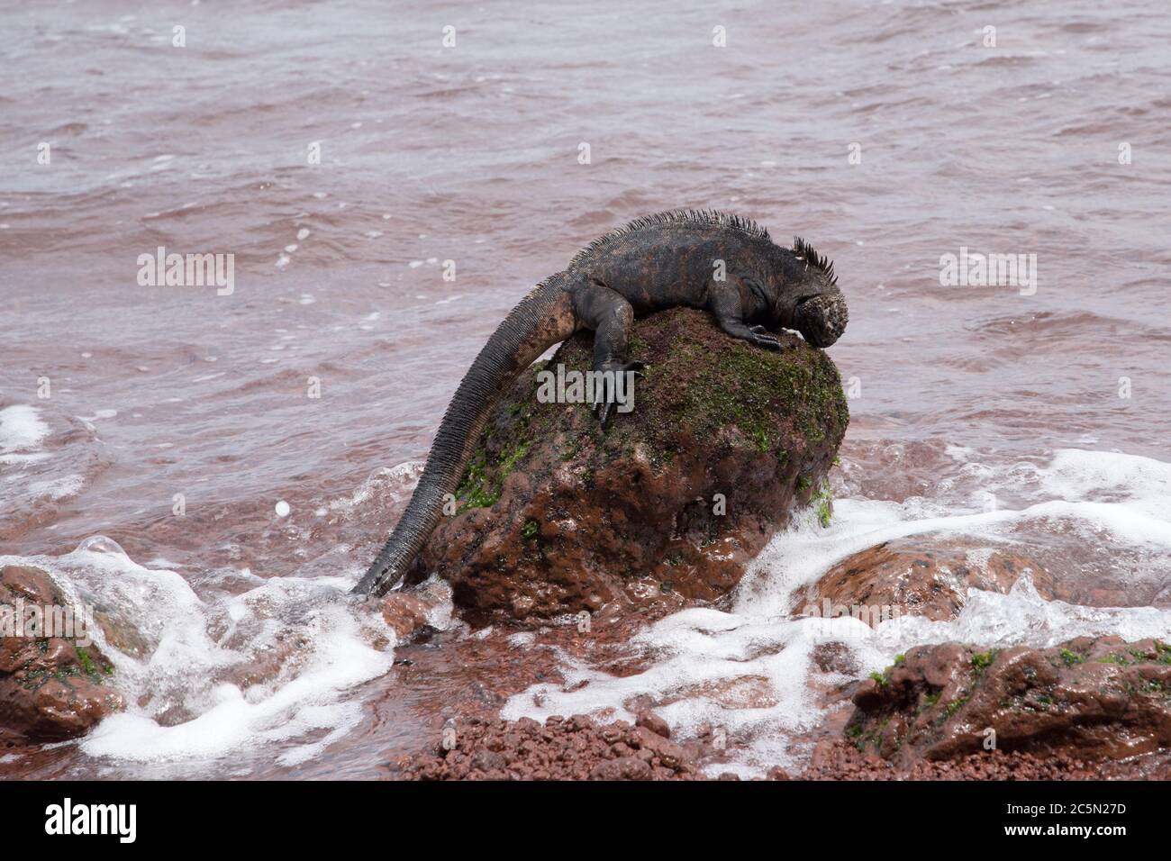 Marine iguana on the rocky lava shore off Rábida Island in the ...