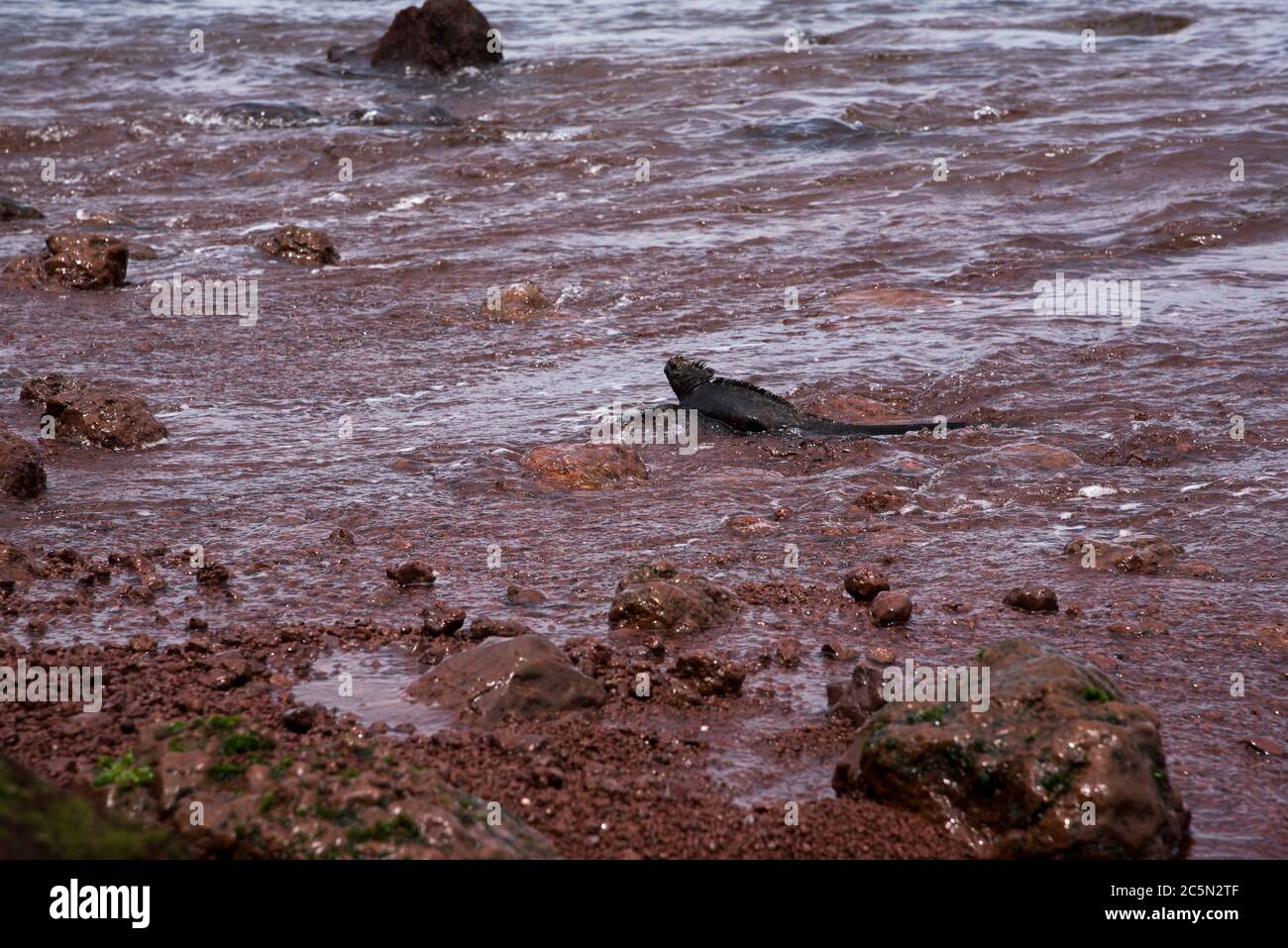Marine iguana on the rocky lava shore off Rábida Island in the ...