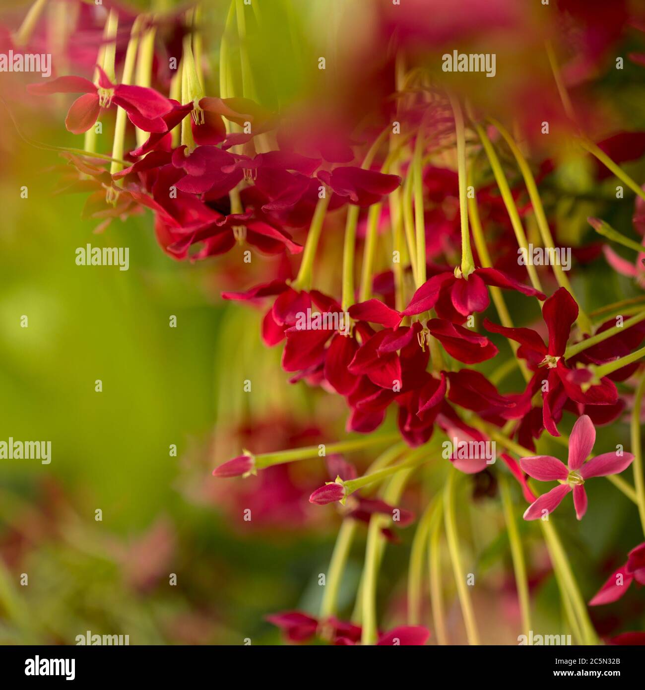 Chinese honeysuckle hi-res stock photography and images - Alamy