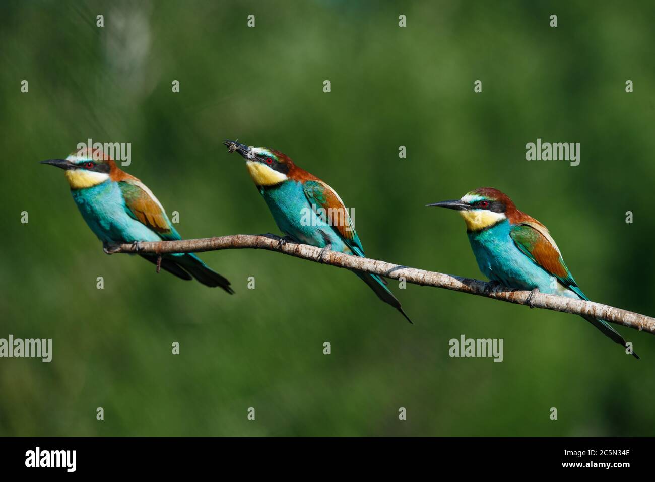 Bee three wing hi-res stock photography and images - Alamy