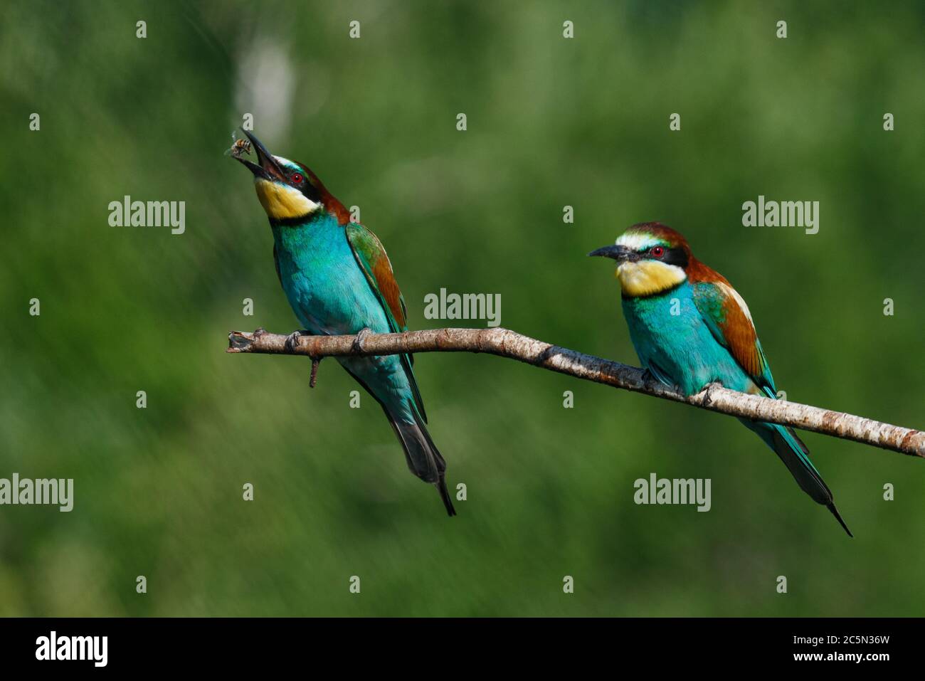 A Golden bee eater sits on a branch on a green background Stock Photo ...