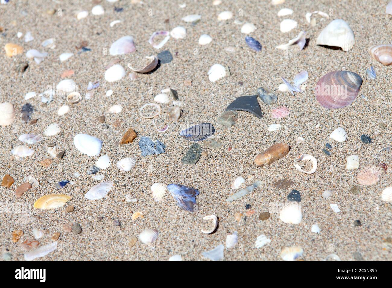 Background of various shell in sand Stock Photo - Alamy