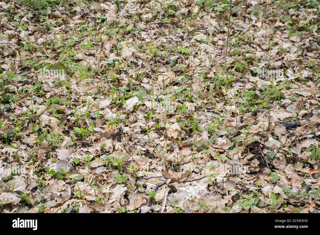 dry leaves and grass sprouts texture background. Oak leaves on the ...
