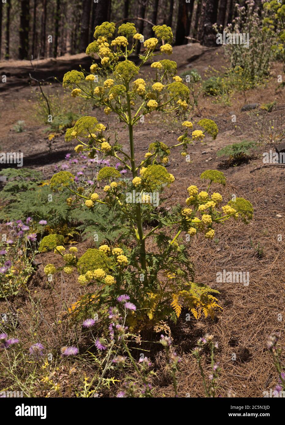 Flora of Gran Canaria - Ferula linkii, Giant Canary Fennel endemic to ...