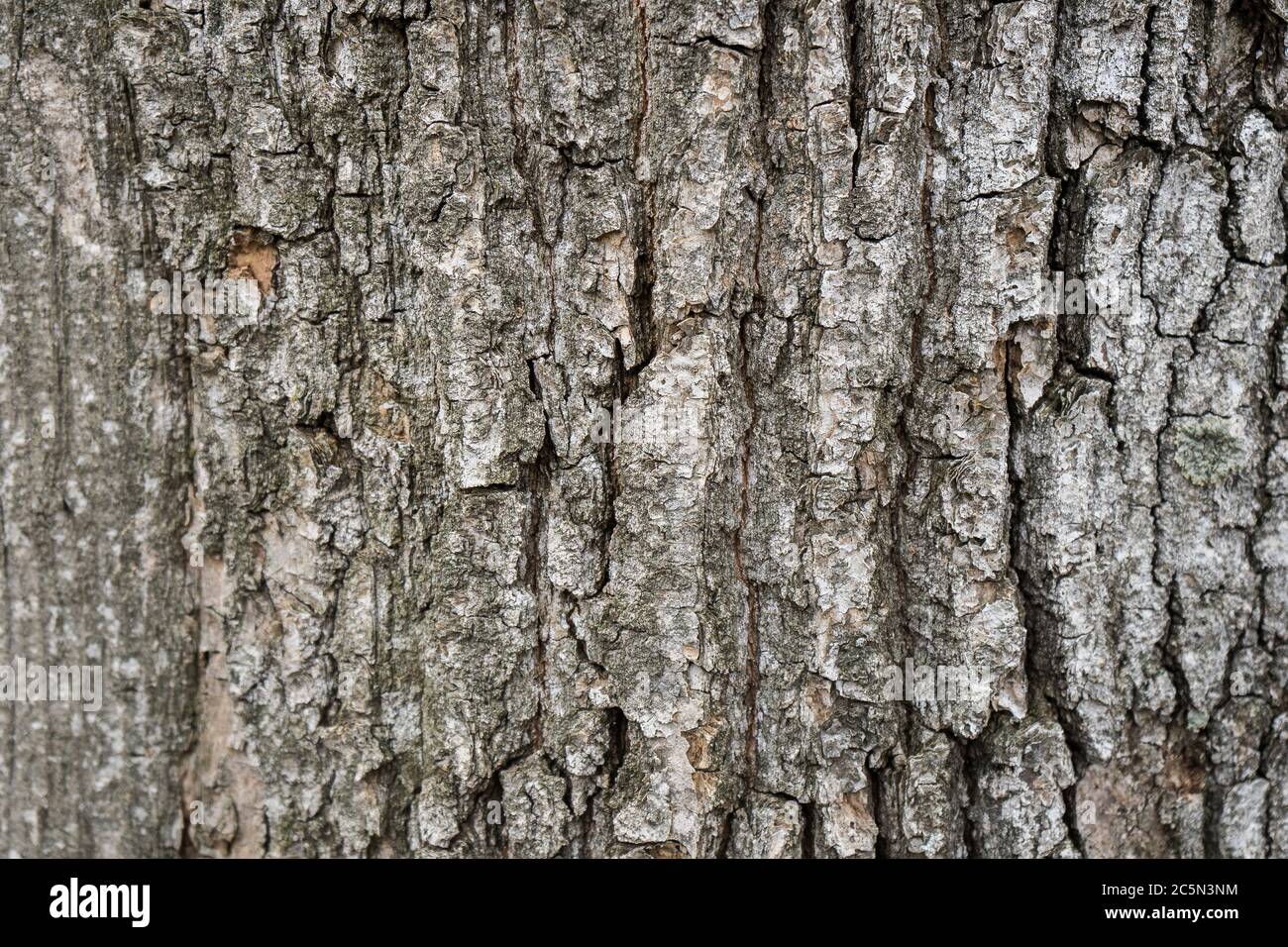 Wood bark texture on background. Tree on wallpaper Stock Photo - Alamy
