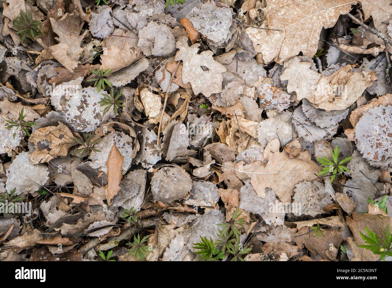 dry leaves and grass sprouts texture background. Oak leaves on the ...
