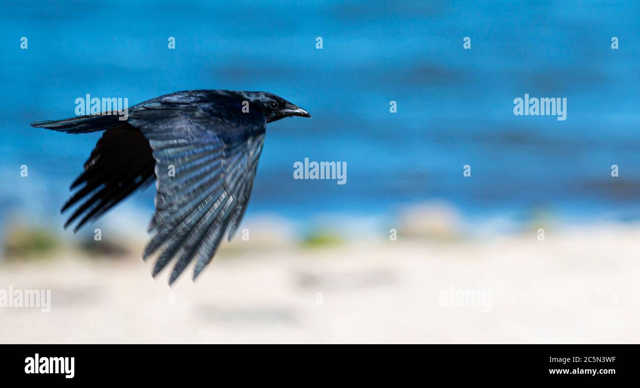 Blackbird flying isolated hi-res stock photography and images - Alamy