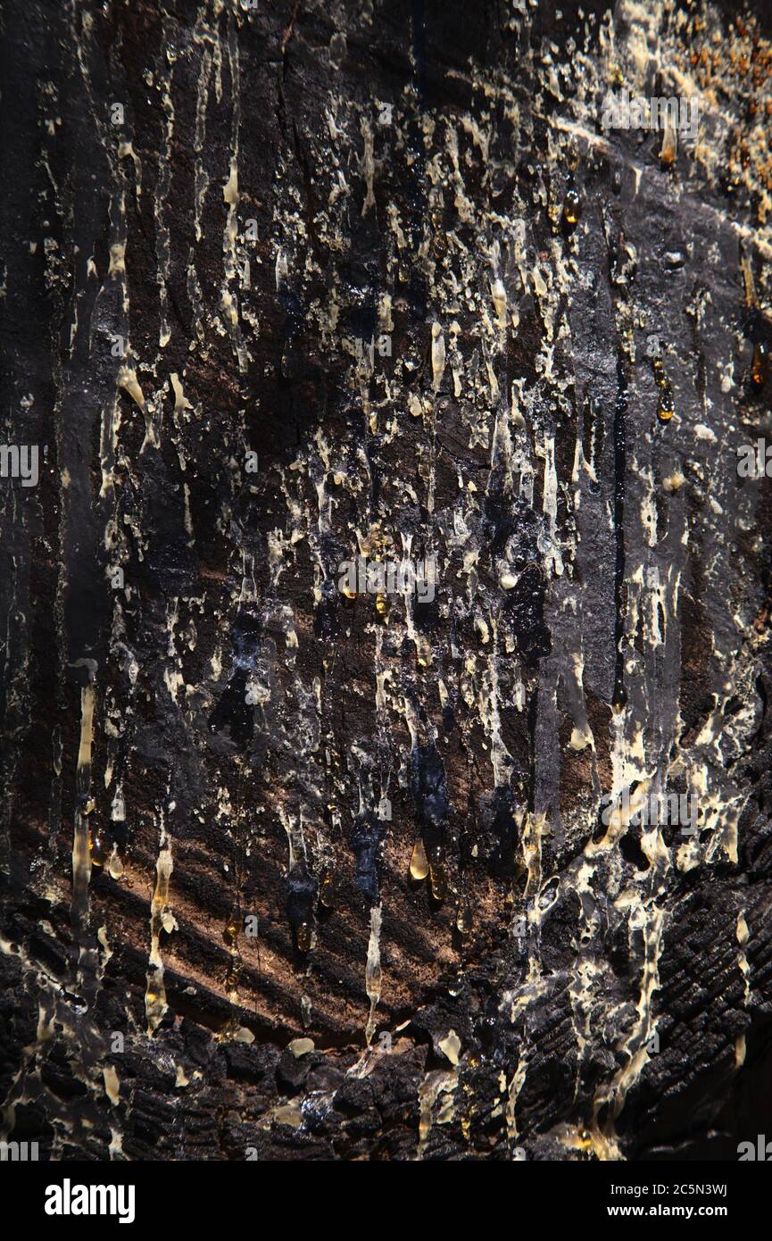 bark of Pinus canariensis, fire-resistant Canary pine, damaged in ...