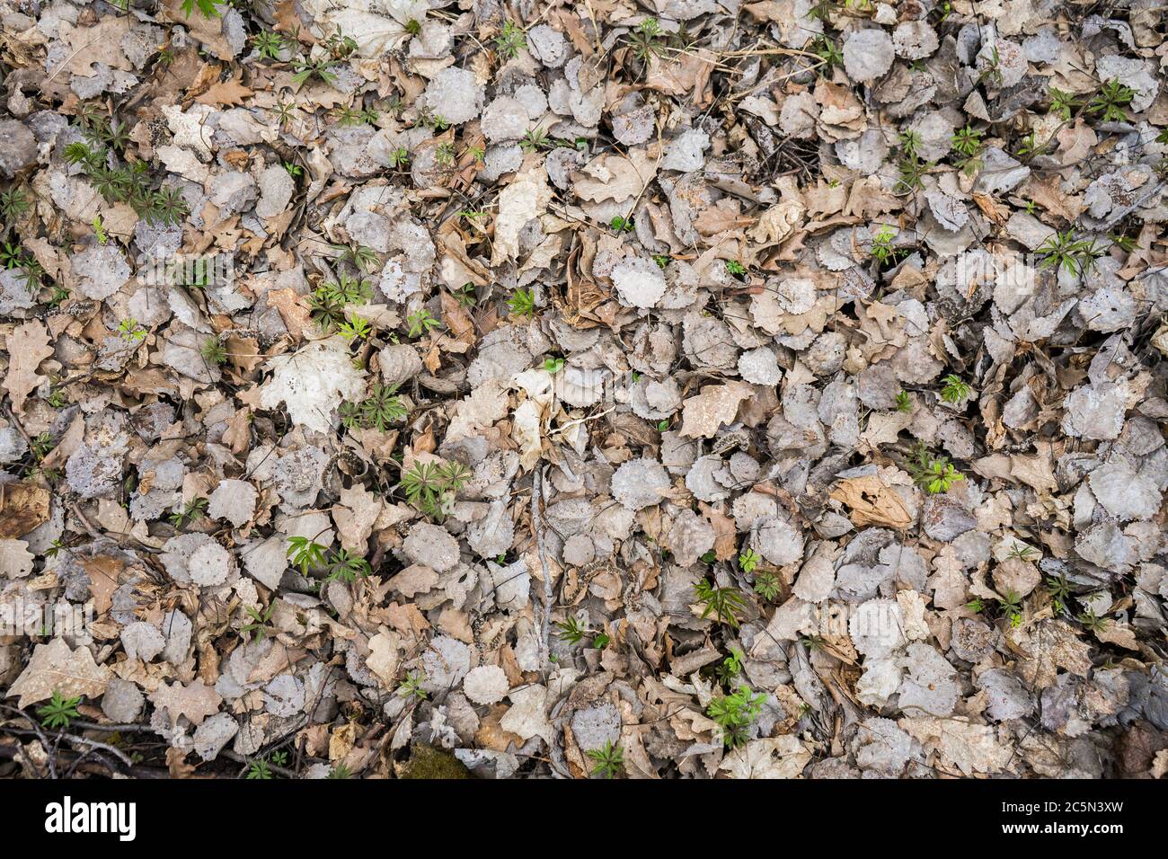 dry leaves and grass sprouts texture background. Oak leaves. Autumn ...