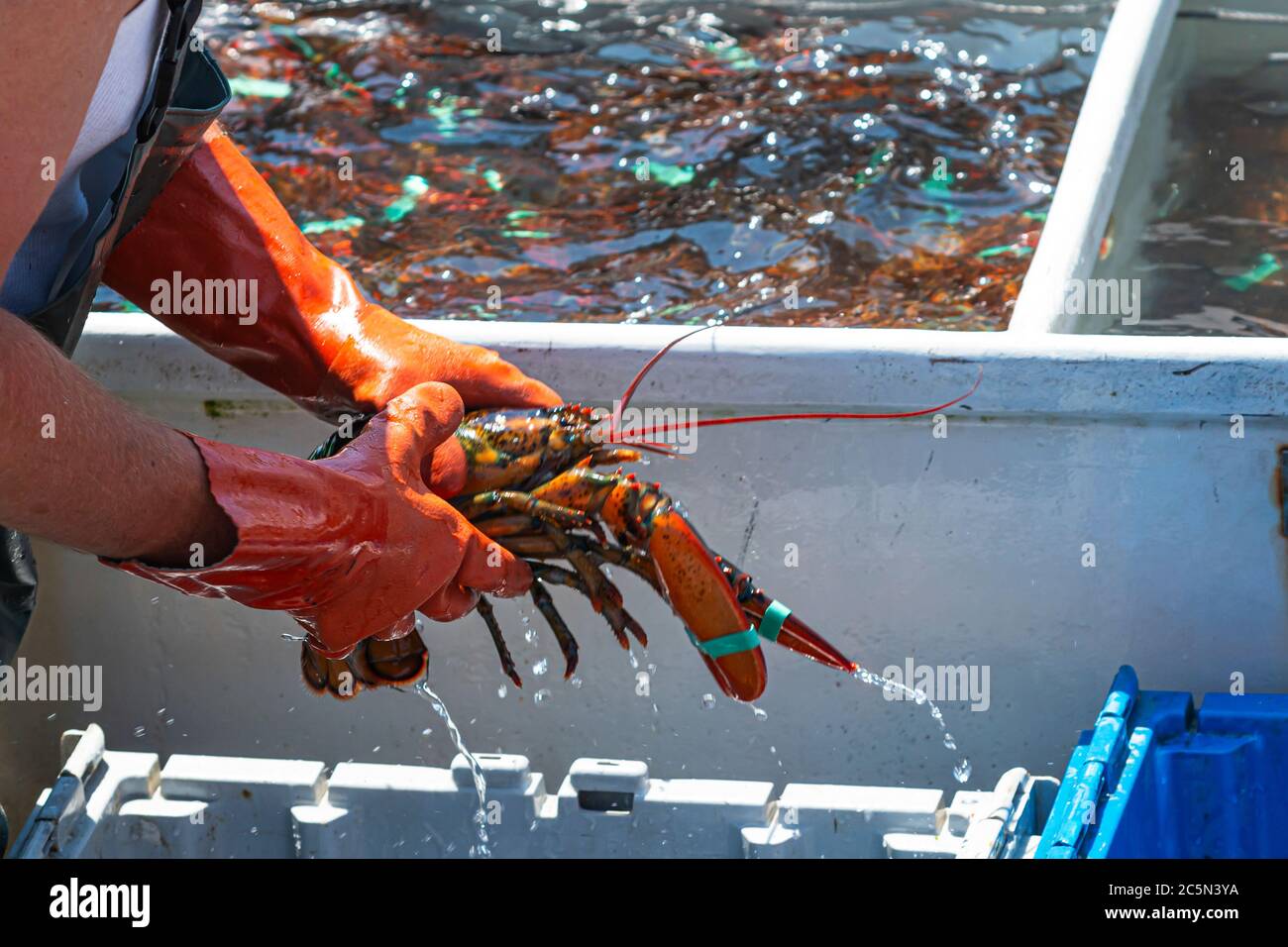 A fisherman is sorting live Maine lobsters after a day of fishing them ...