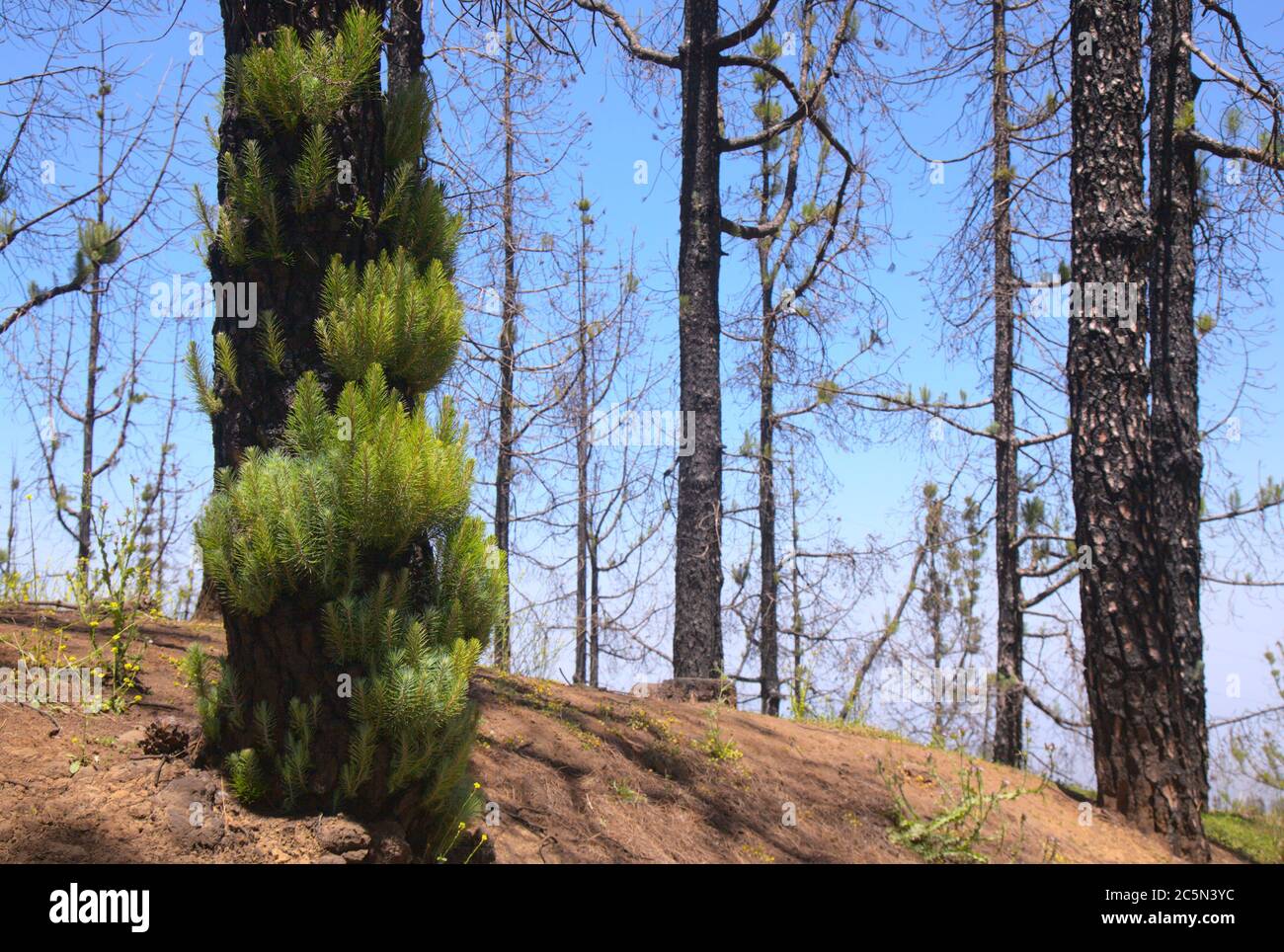 Canary Pine tree recovering after fire, few months worth of growth ...