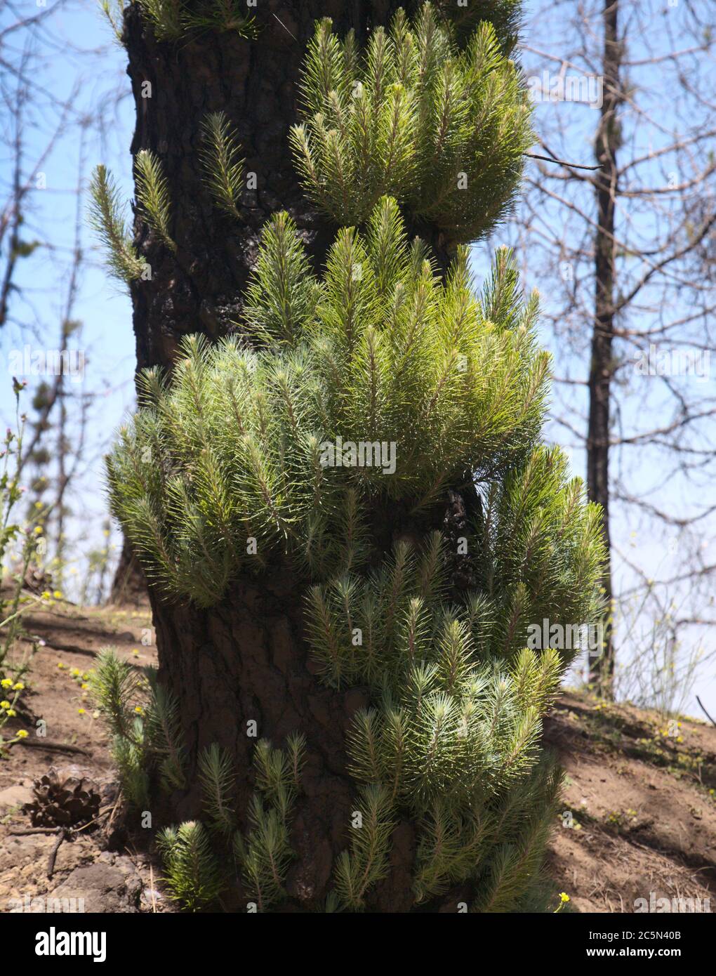 Canary Pine tree recovering after fire, few months worth of growth ...