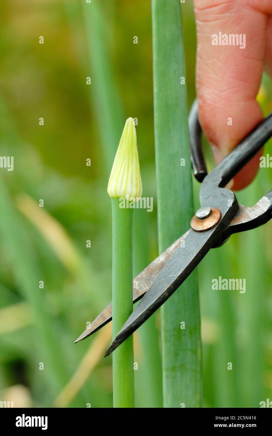 Snipping off the flower head of a bolted onion plants to stop the plant ...