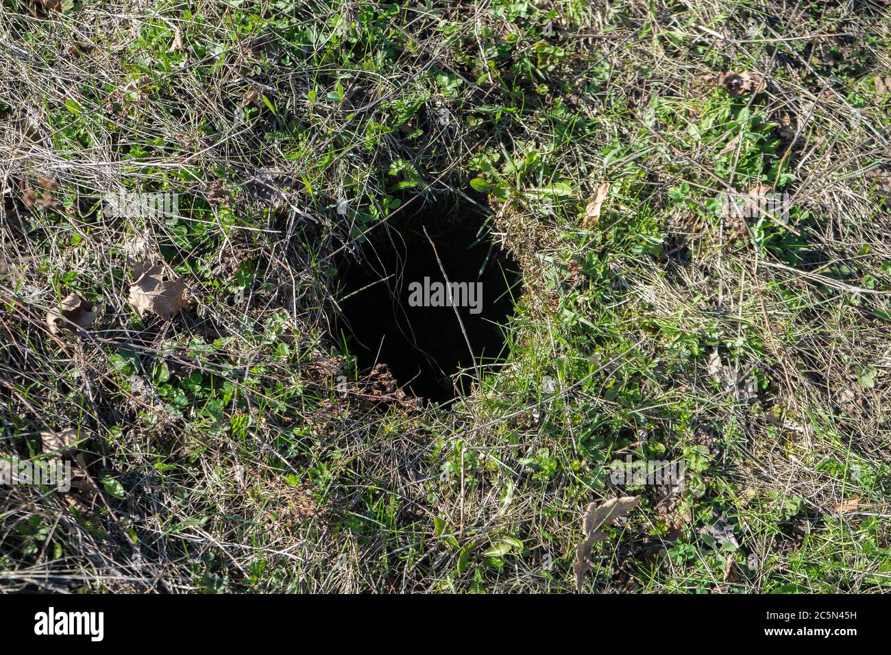 burrow of rodents. hole, of .muskrat. House of wild animals in the ...