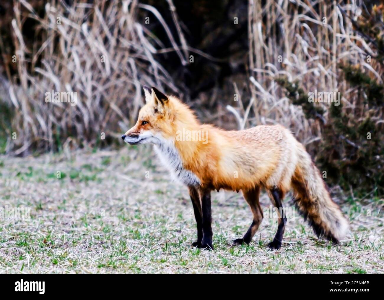 Fire Fox High Resolution Stock Photography and Images - Alamy