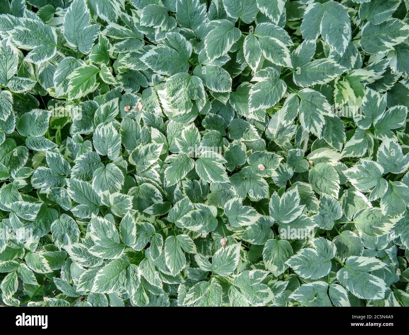 Natural green leaves background in the garden Stock Photo - Alamy