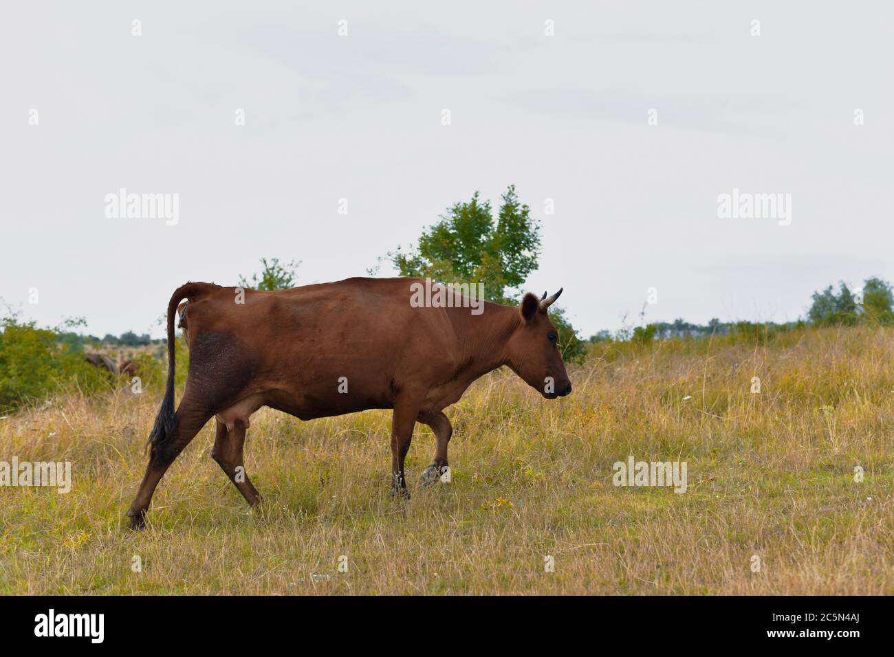Cow tail hi-res stock photography and images - Alamy