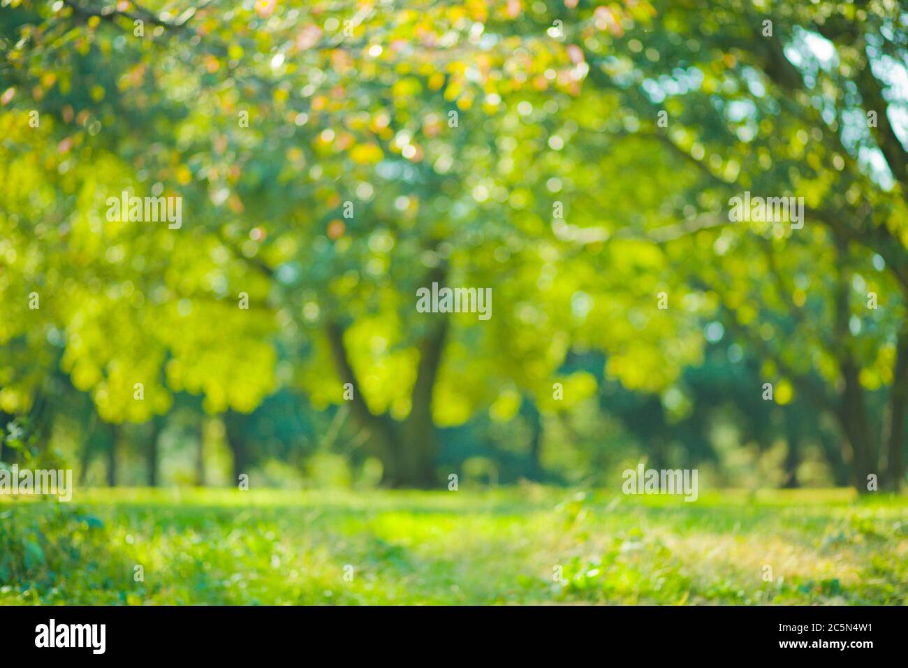 green nature blur bokeh background Stock Photo - Alamy