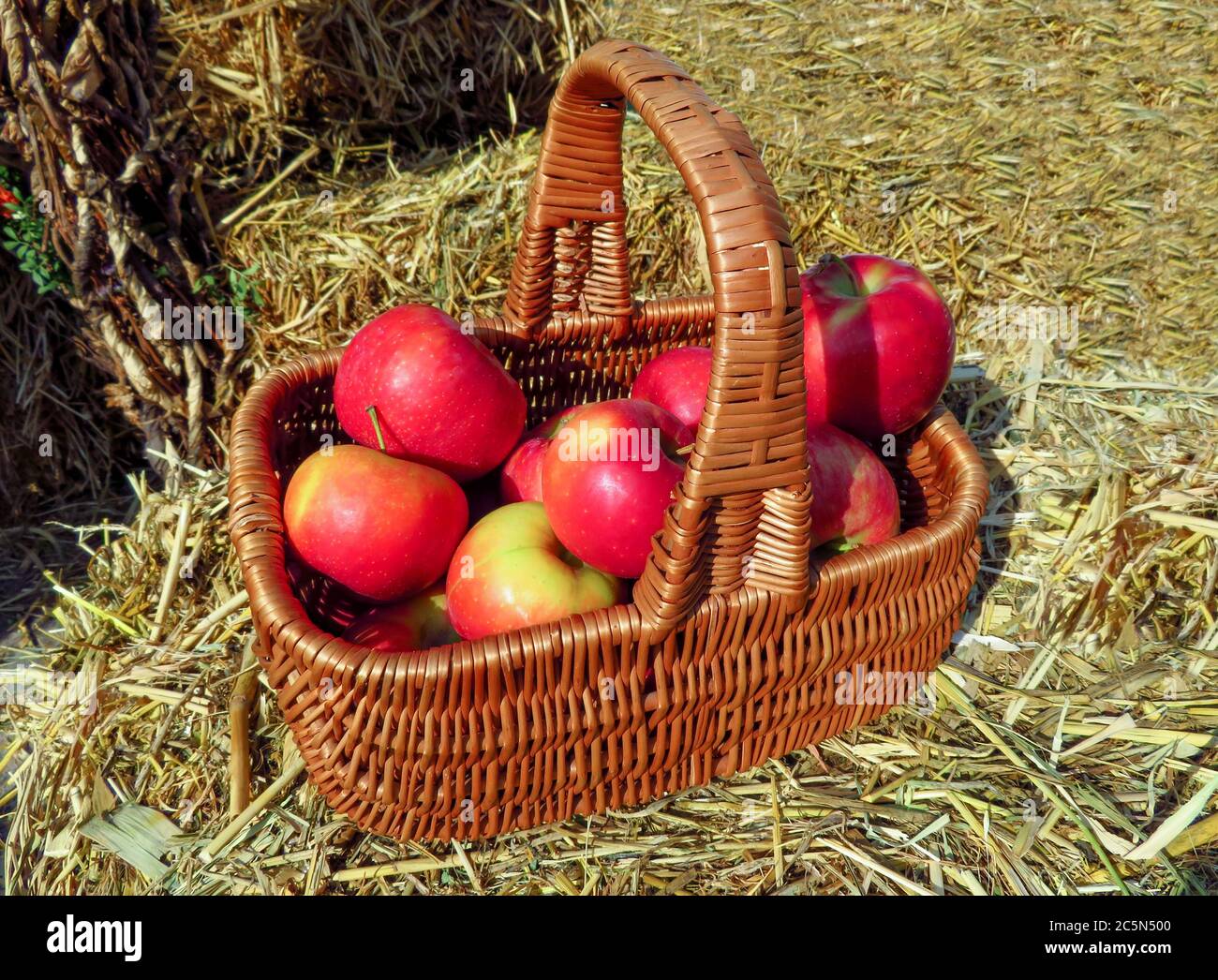 Red apples in the wicker basket on hay Stock Photo - Alamy