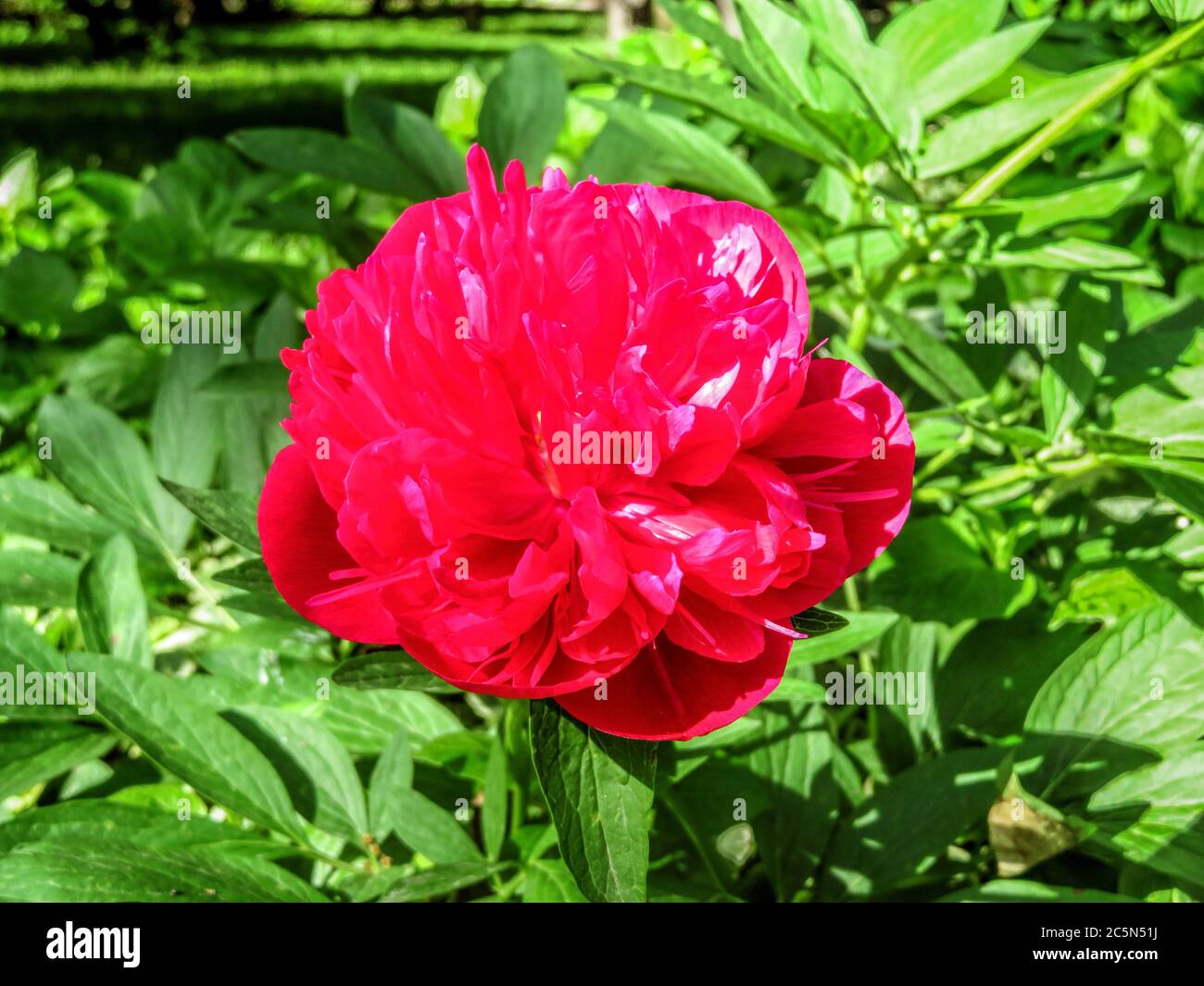 Red peony in the garden in springtime Stock Photo - Alamy