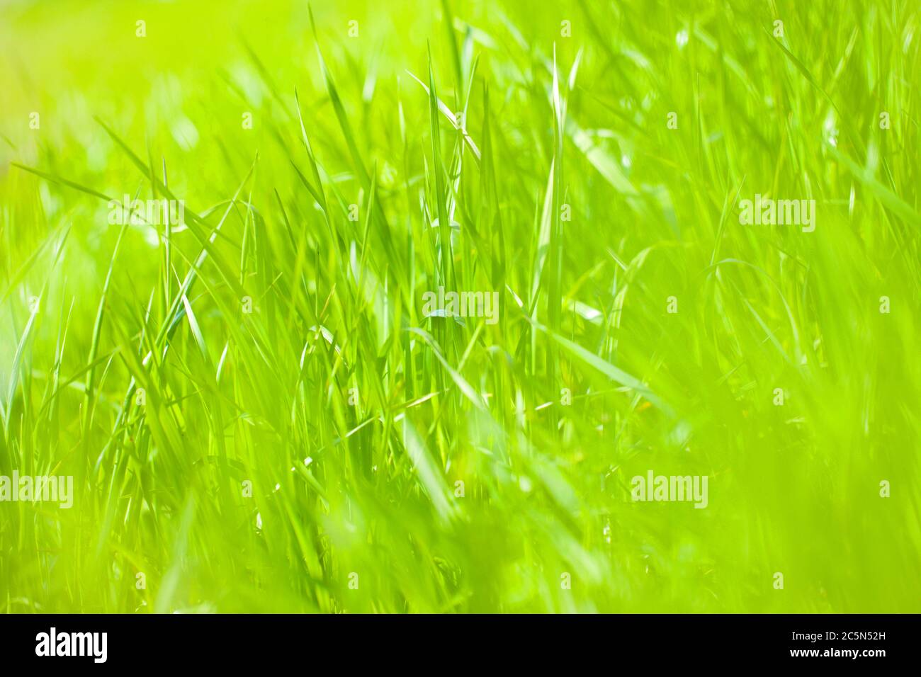 green grass blur bokeh background Stock Photo - Alamy