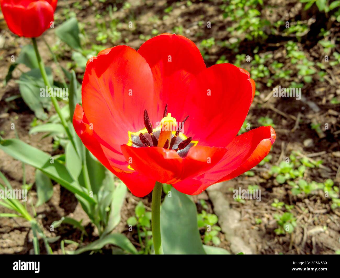 Close up of part of red tulip flower Stock Photo - Alamy