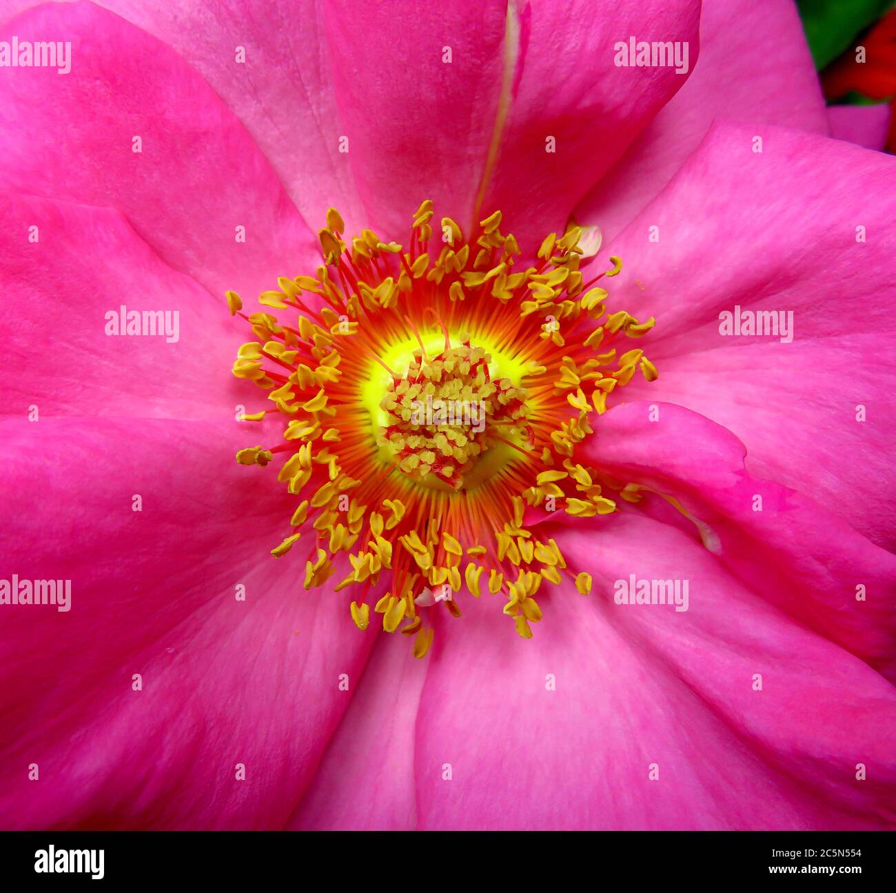 Rose flower macro close up with stamens and pistil Stock Photo - Alamy