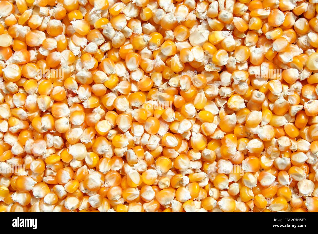 Full frame, top view of sweet corn seeds Stock Photo - Alamy