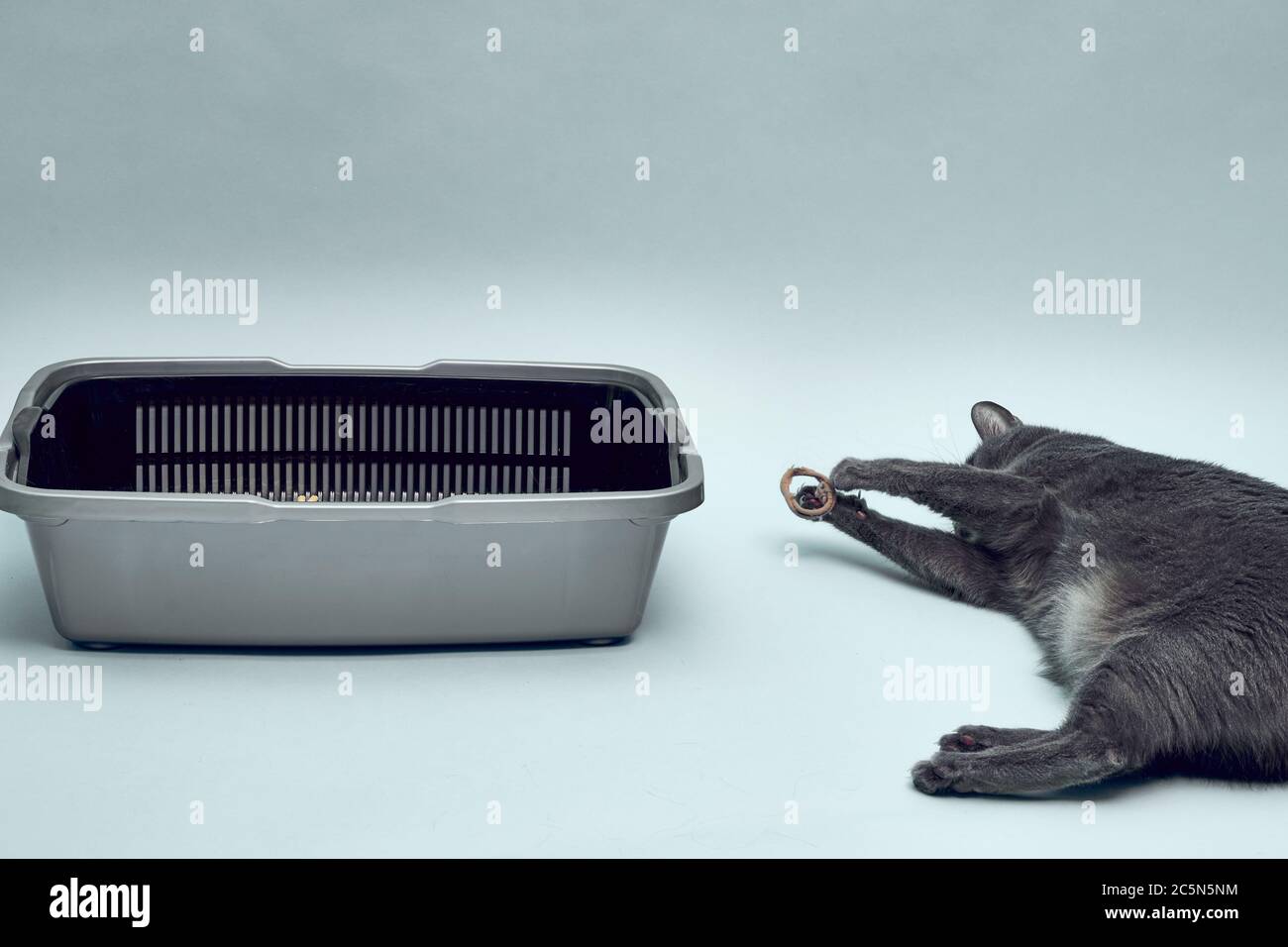 Gray cat near the new cat tray. Blue background Stock Photo - Alamy