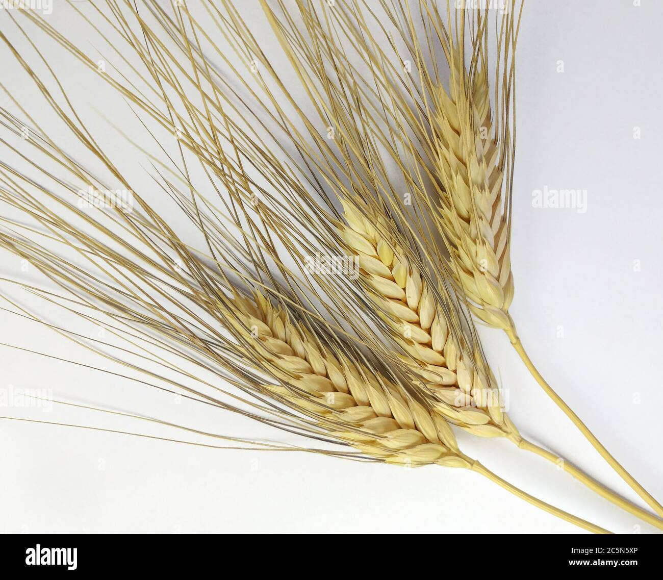 Wheat seed heads over white background with shadow Stock Photo - Alamy
