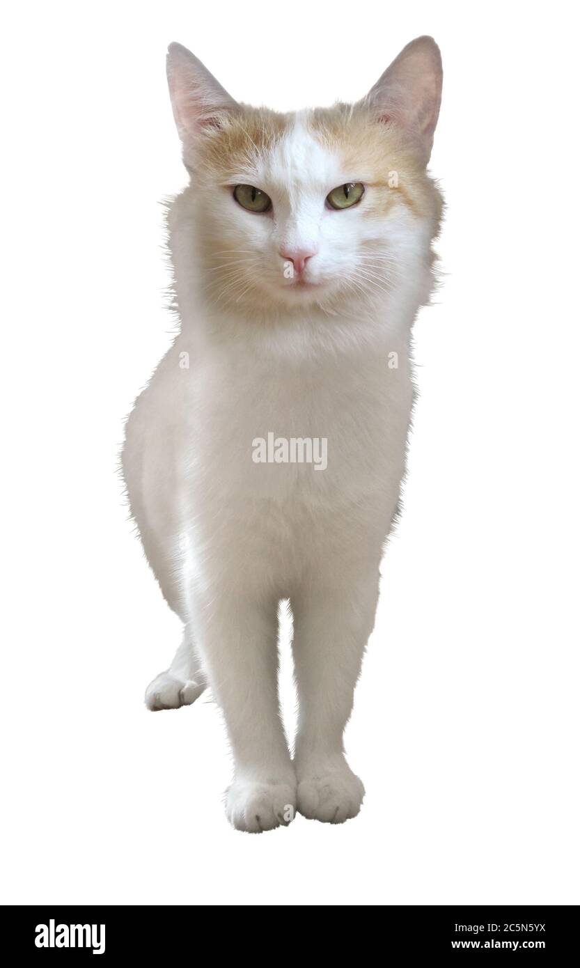White cat isolated on white with Clipping Path Stock Photo - Alamy