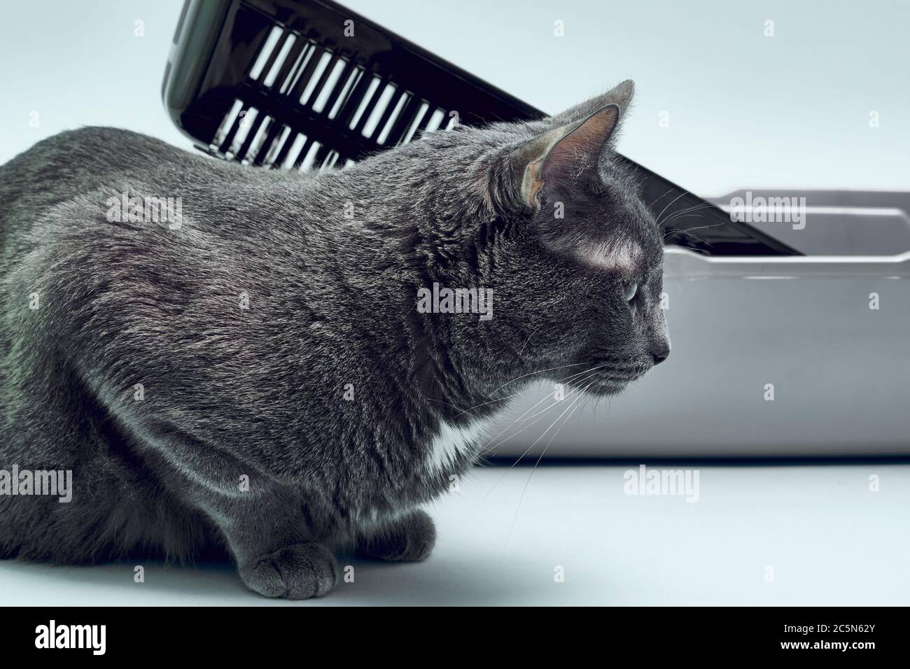 Gray cat near the new cat tray. Blue background Stock Photo - Alamy