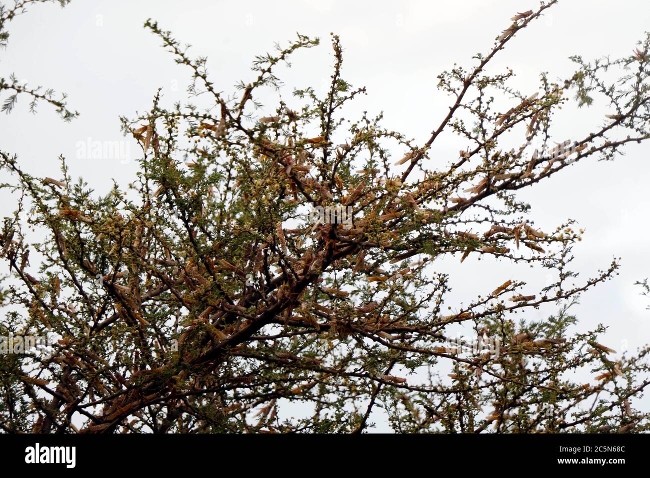Sanaa, Yemen. 3rd July, 2020. Desert locusts are seen on a tree in ...