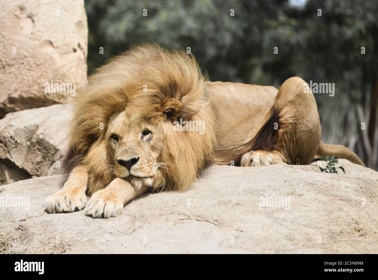 Lion relaxing on a rock Stock Photo - Alamy