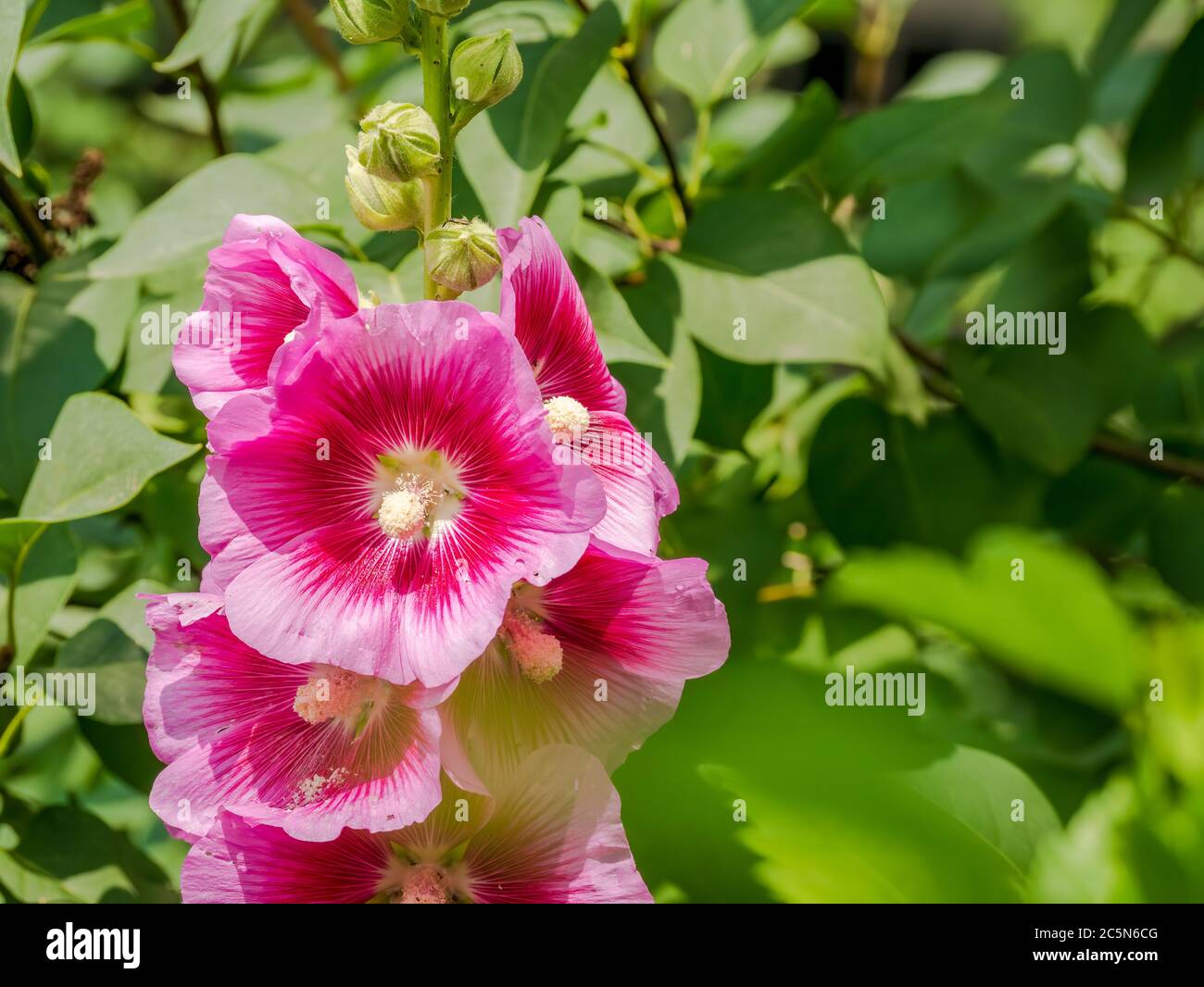 Alcea serosa hi-res stock photography and images - Alamy