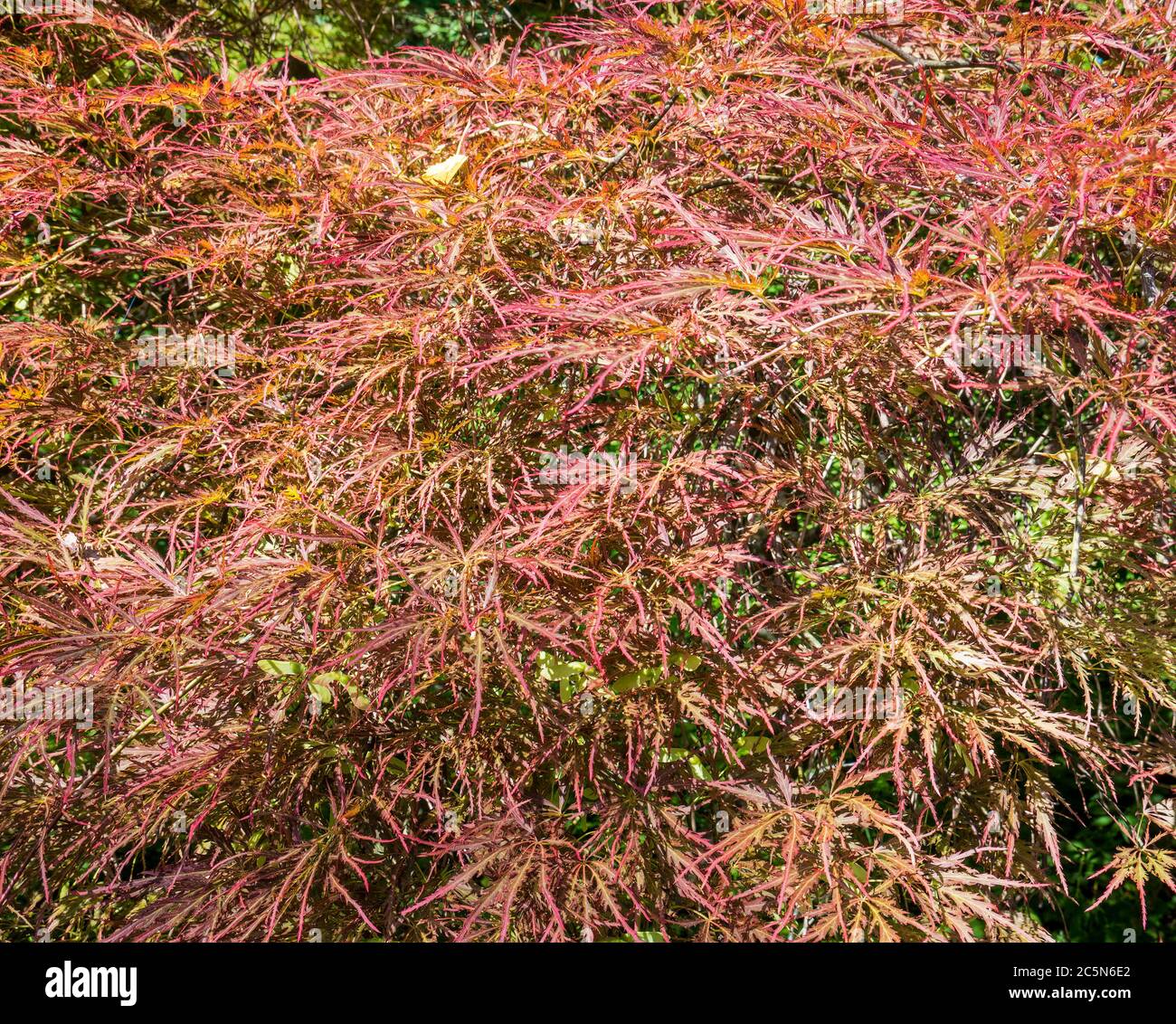 Tree acer rubra hi-res stock photography and images - Alamy