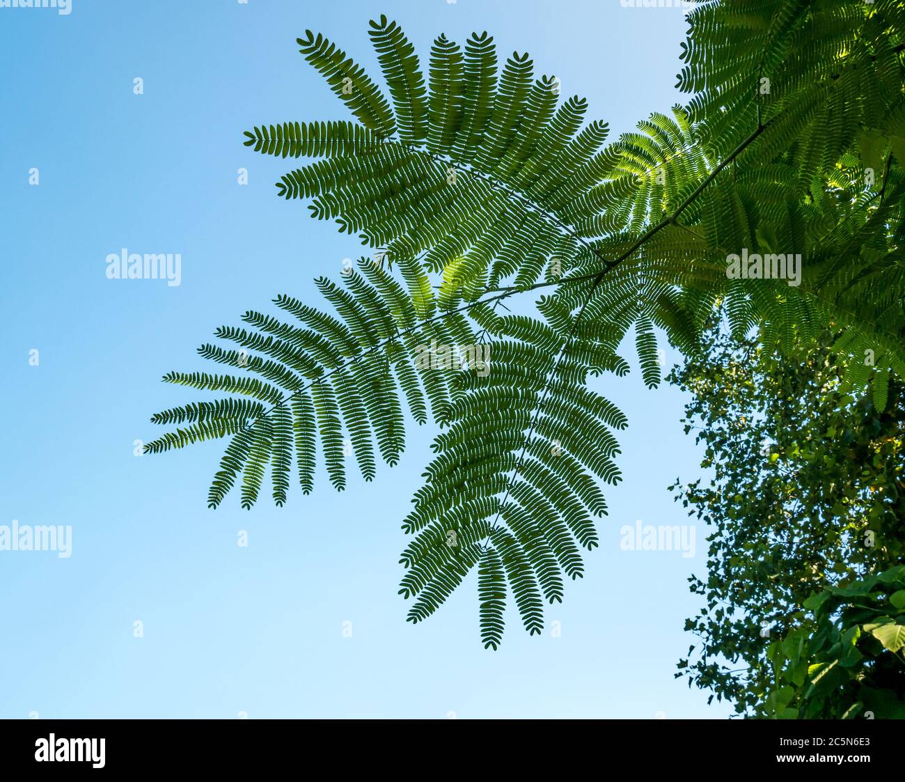 Foliage albizia julibrissin against hi-res stock photography and images ...