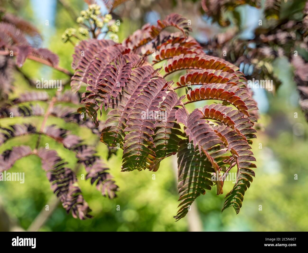 Close up with the foliage of Albizia julibrissin 'Summer Chocolate tree ...