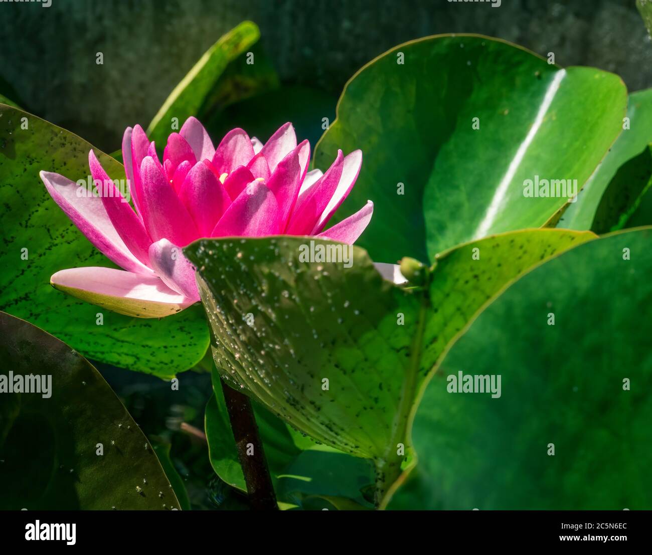 Single isolated Nuphar or water lily floating on water between green ...