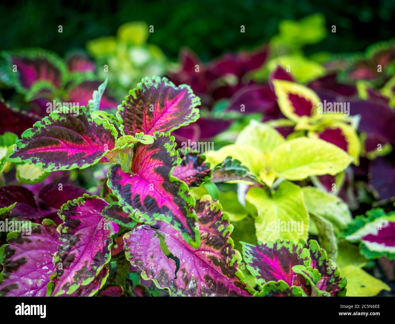 Coleus Pumila