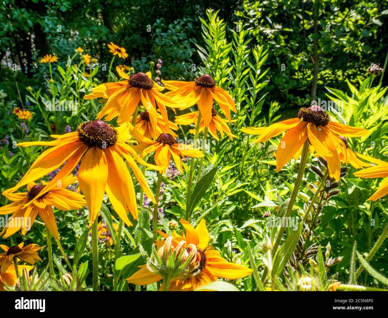 Many flowers Rudbeckia hirta, commonly called black-eyed Susan with ...